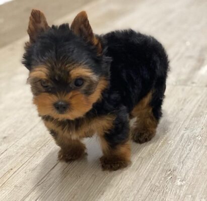 Yorkshire Terriers for sale | Micro Teacup Yorkie Home